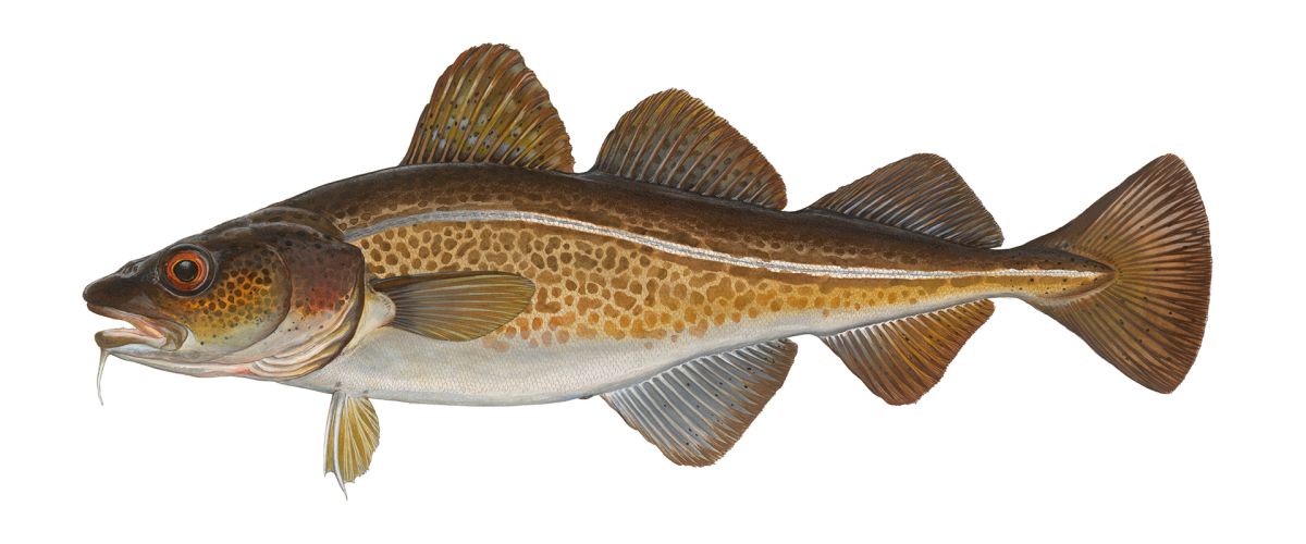 Der Dorsch ist Fisch des Jahres 2024 - Verband Hessischer Fischer e.V.